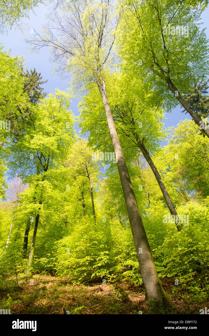 common beech (Fagus sylvatica), beech mixed forest in the morning sun ...