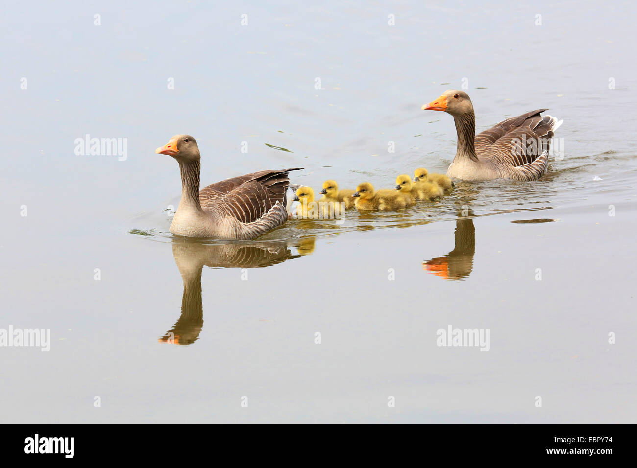 greylag goose (Anser anser), greylag geese with goose chicks in the ...