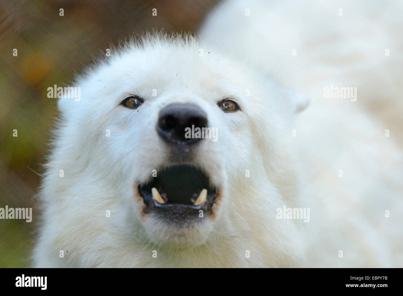 arctic wolf, tundra wolf (Canis lupus albus, Canis lupus arctos ...