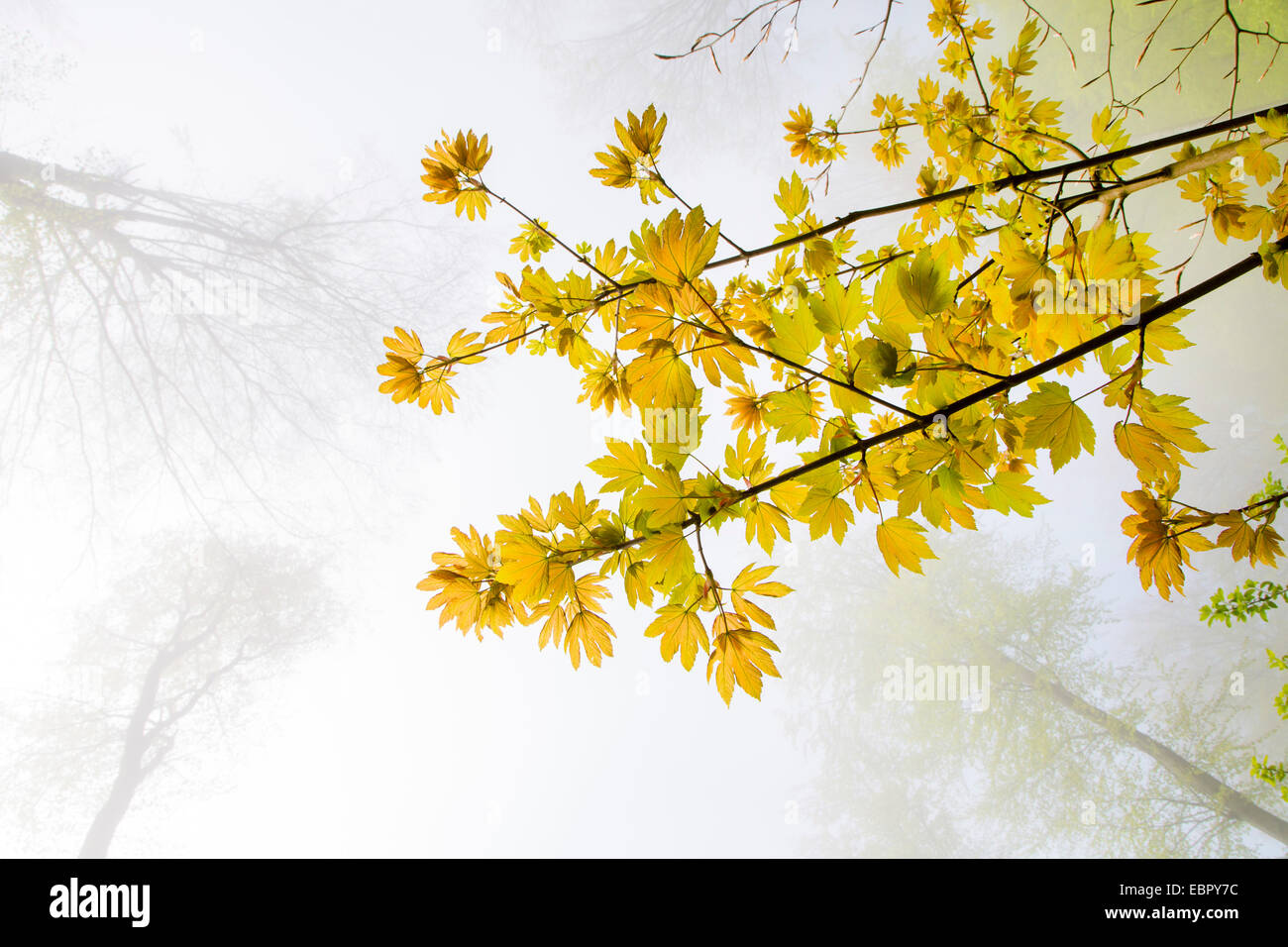 sycamore maple, great maple (Acer pseudoplatanus), twig with fresh ...