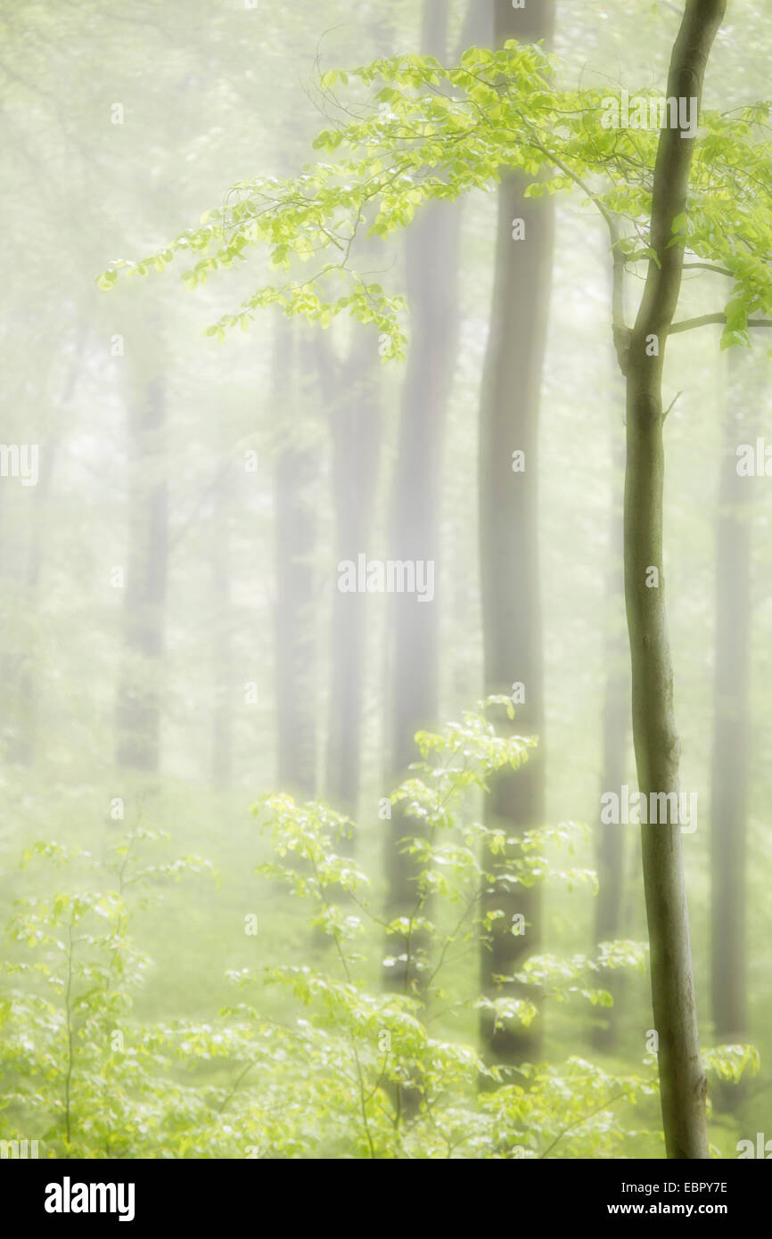 Multi stem tree hi-res stock photography and images - Alamy