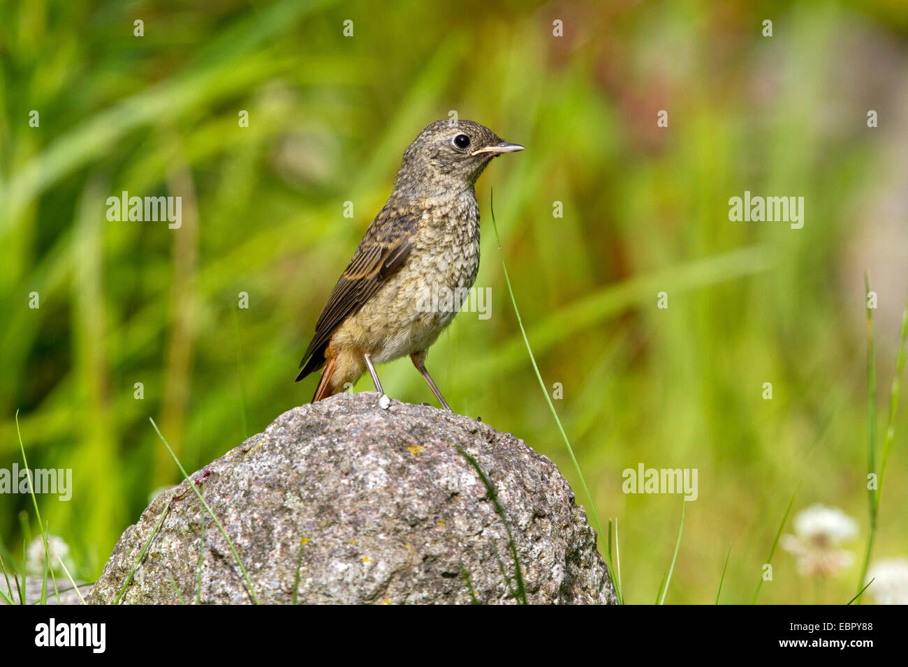 common redstart (Phoenicurus phoenicurus), young bird sitting on a ...