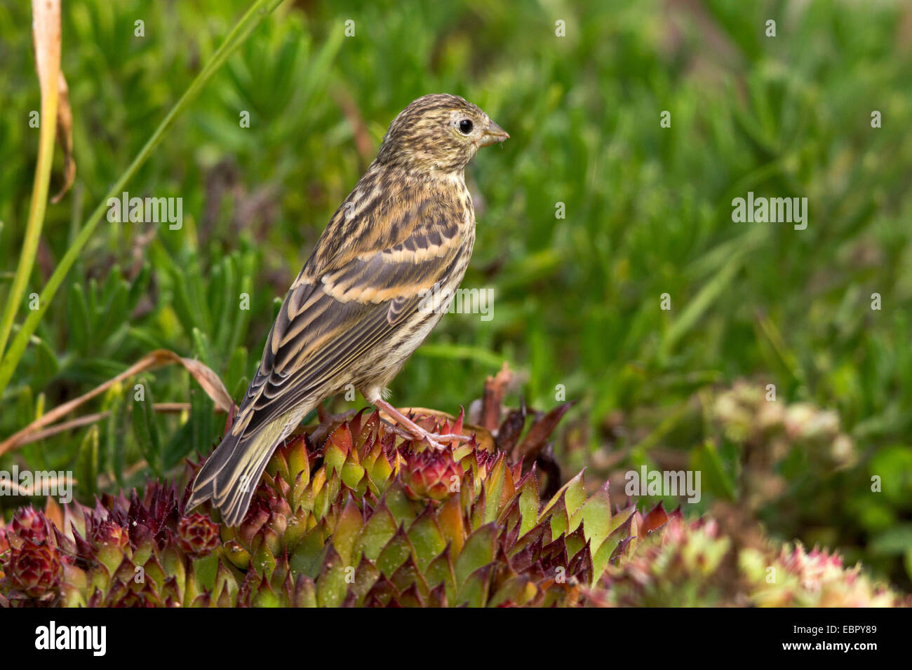 European serin (Serinus serinus), young bird sitting on houseleek ...