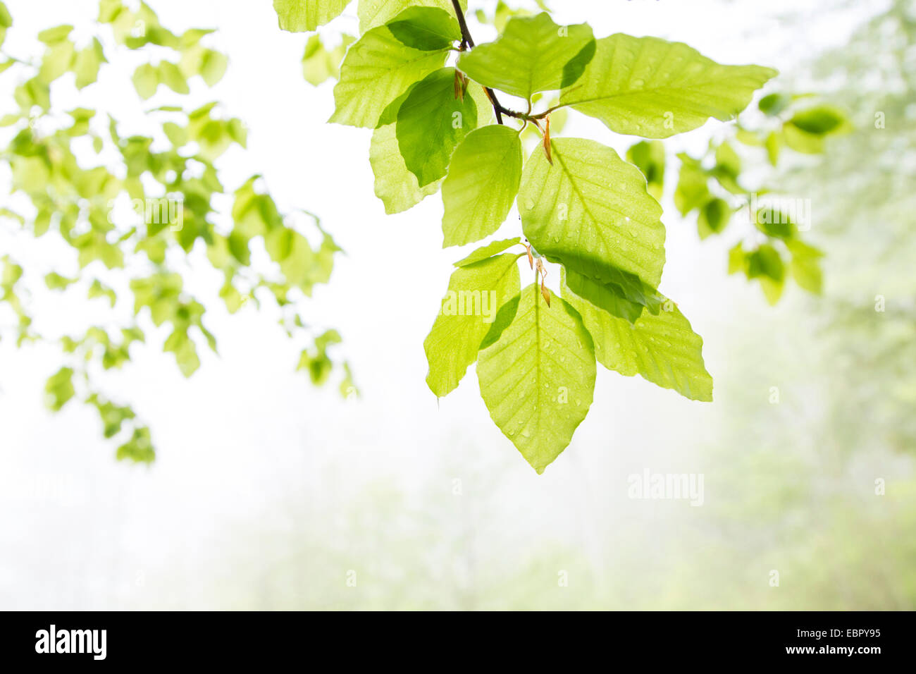 Young beech leaves on branch hi-res stock photography and images - Alamy