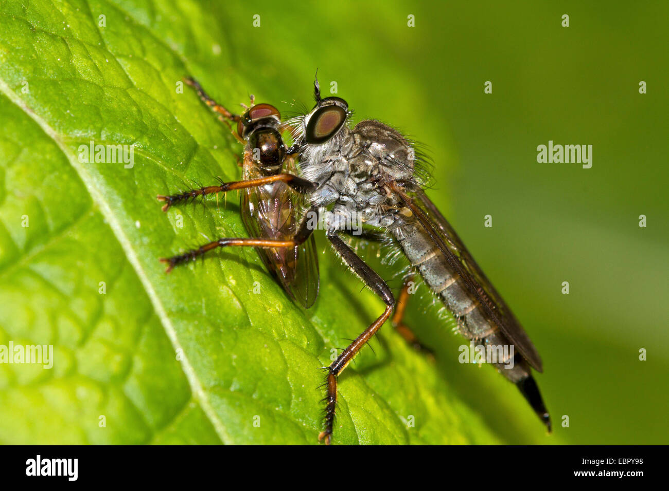 Pied-winged Robberfly (Pamponerus germanicus), with caught hoverfly ...