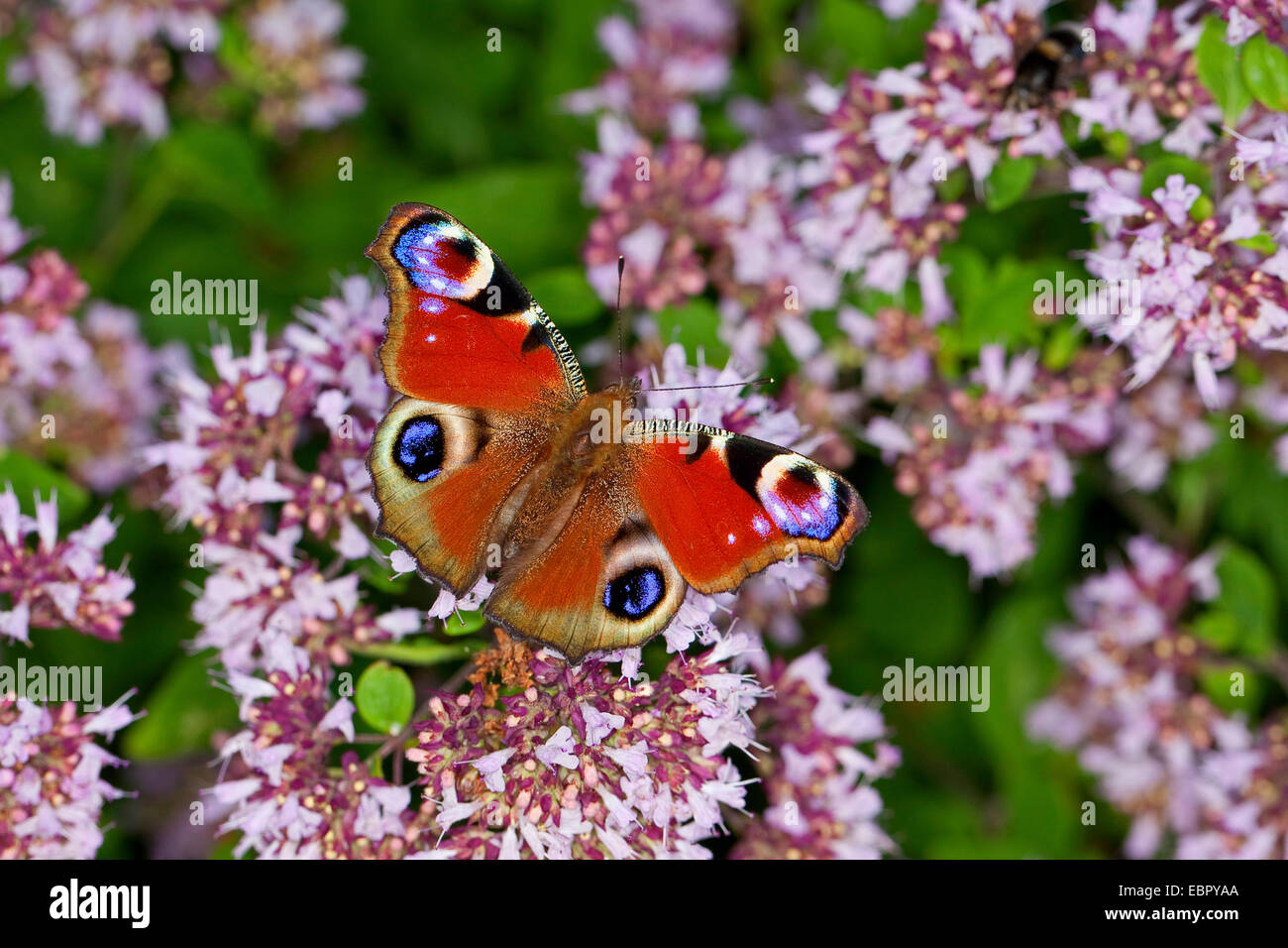 peacock moth, peacock (Inachis io, Nymphalis io), on wild origanum ...