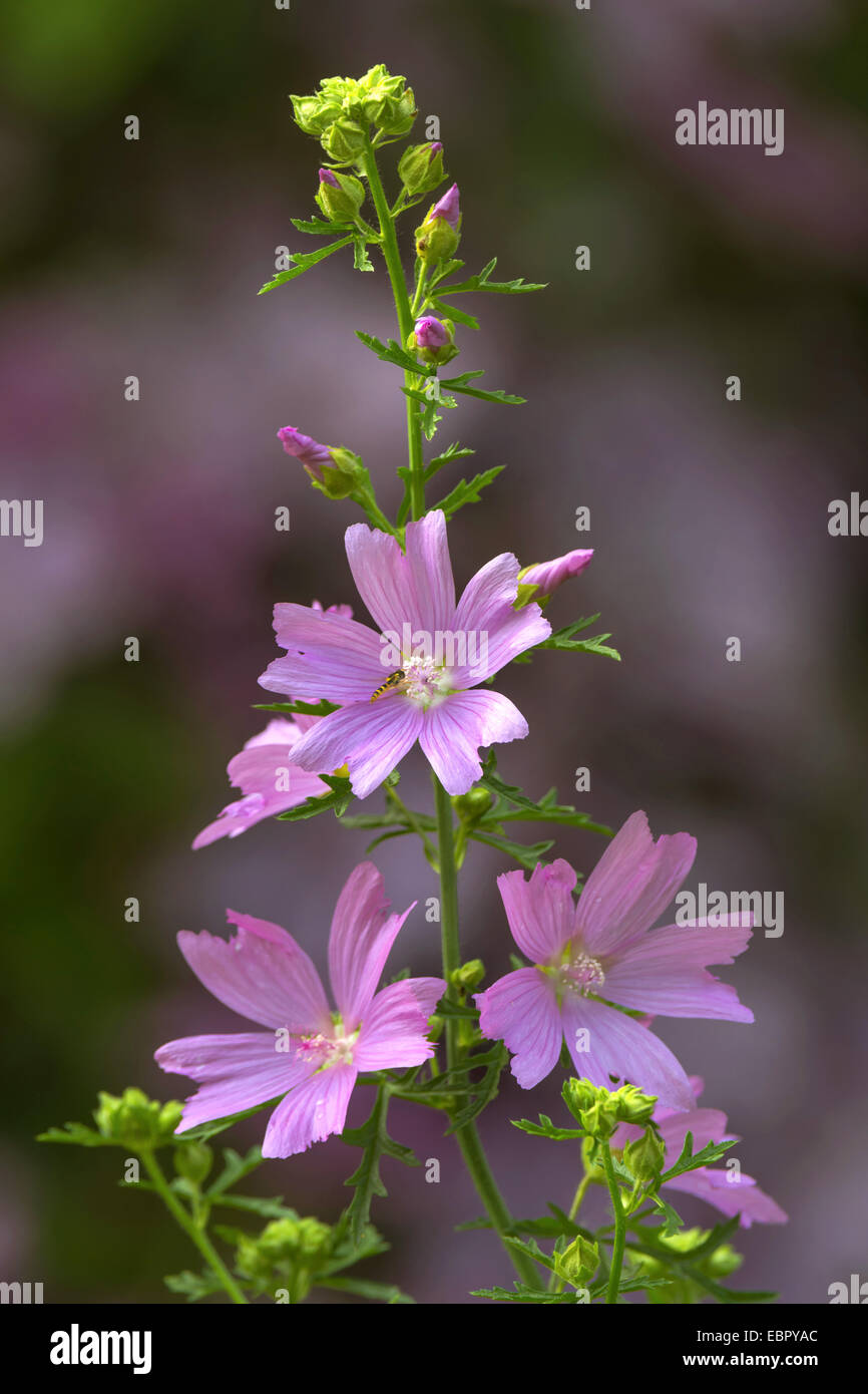Musk cheeseweed malva moschata hi-res stock photography and images - Alamy