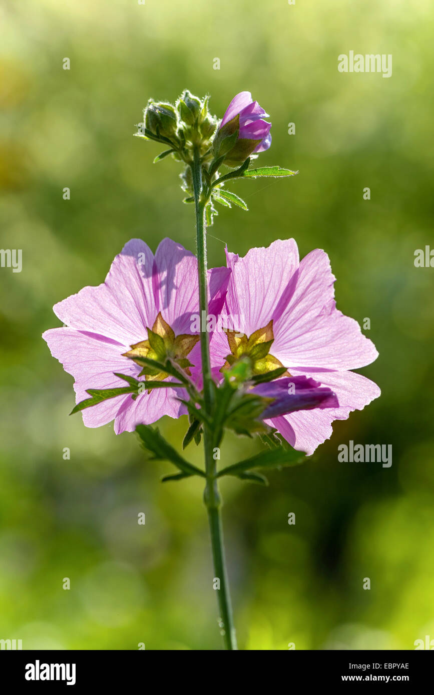 musk mallow, musk cheeseweed (Malva moschata), flowers in backlight ...
