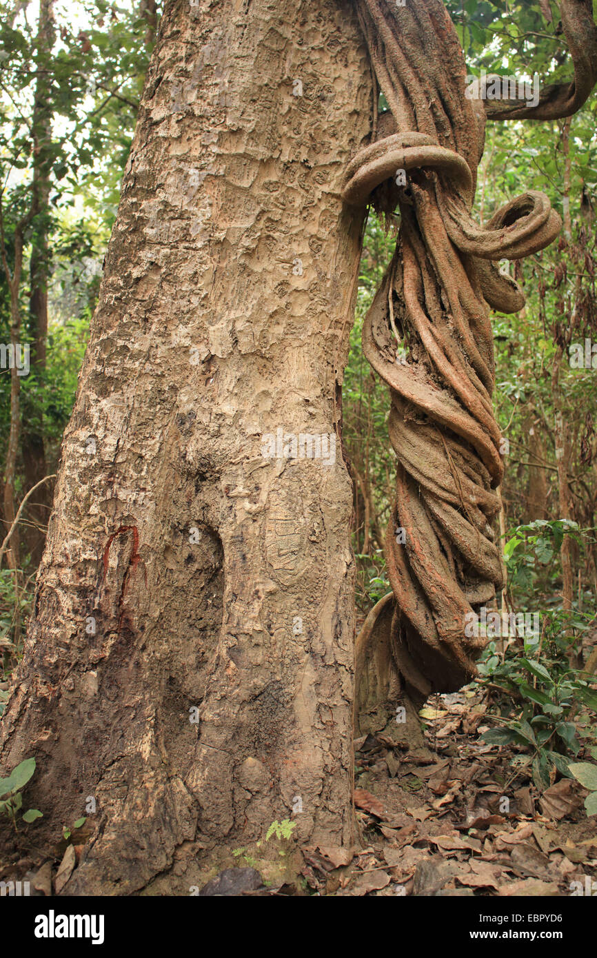 liana at a tree trunk in the tropical rain forest of Chitwan National ...