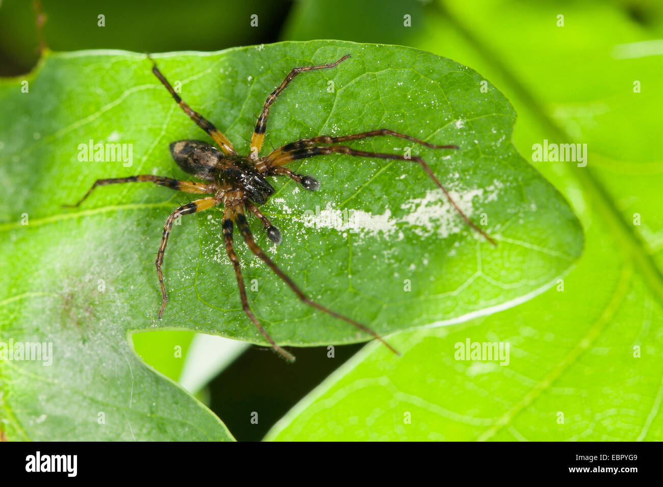 Buzzing spider hi-res stock photography and images - Alamy