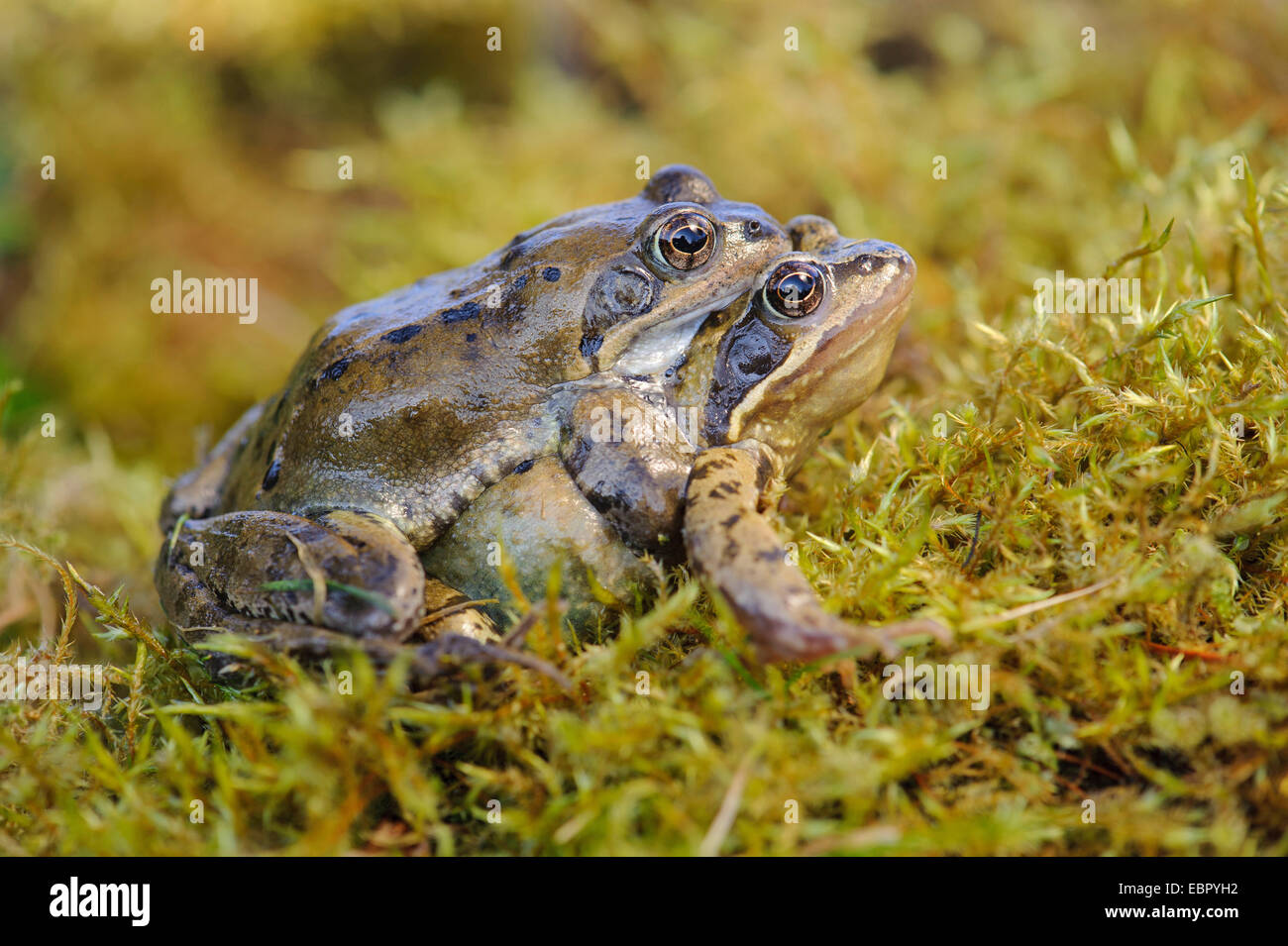 common frog, grass frog (Rana temporaria), clasping, Germany, Lower ...