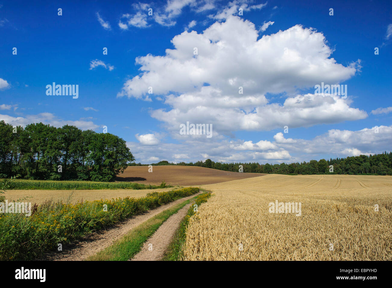 wheatfield in summer, Germany, Lower Saxony, Oldenburger Muensterland ...