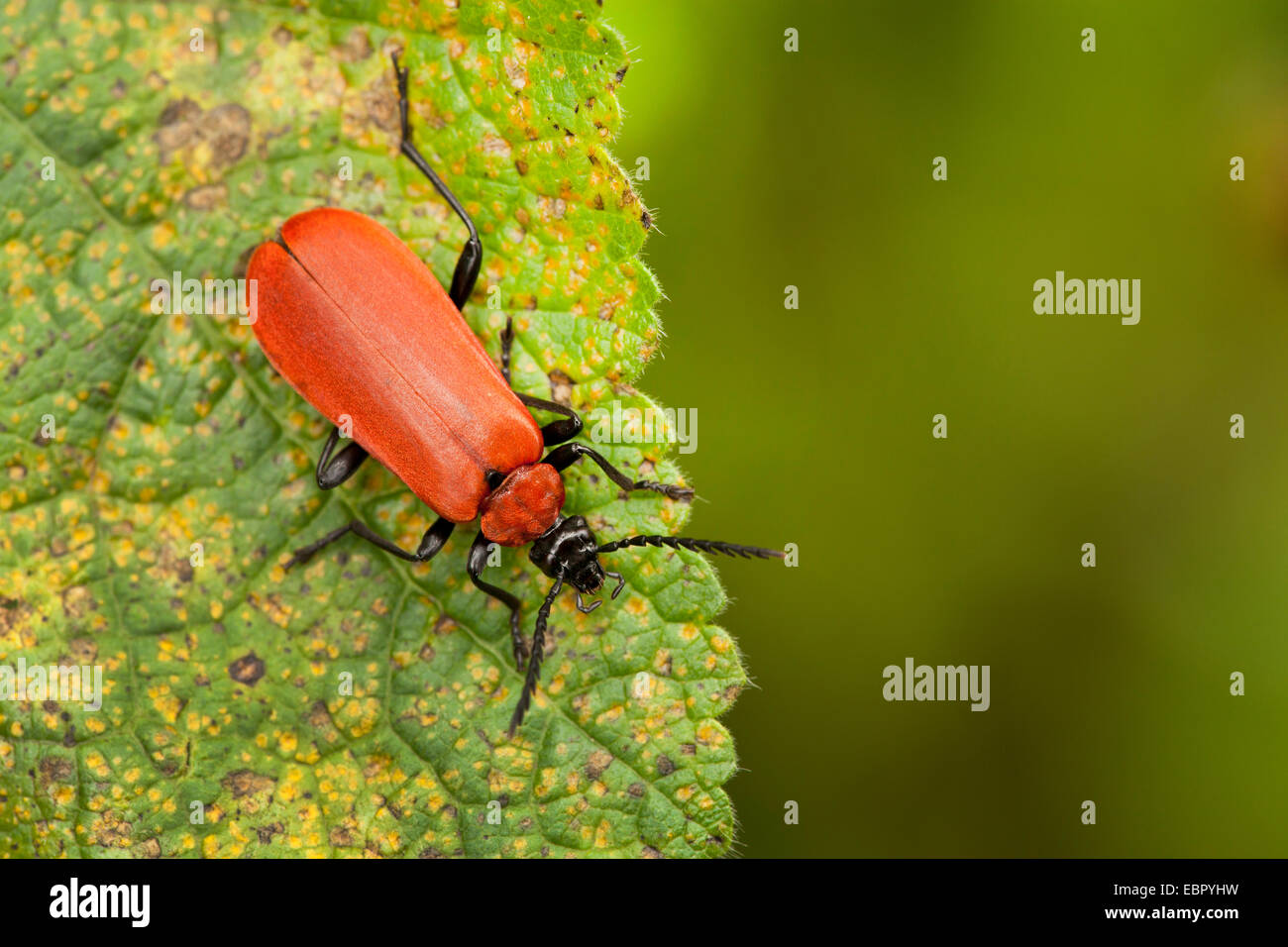 Scarlet fire beetle, Cardinal beetle (Pyrochroa coccinea), sitting on a ...