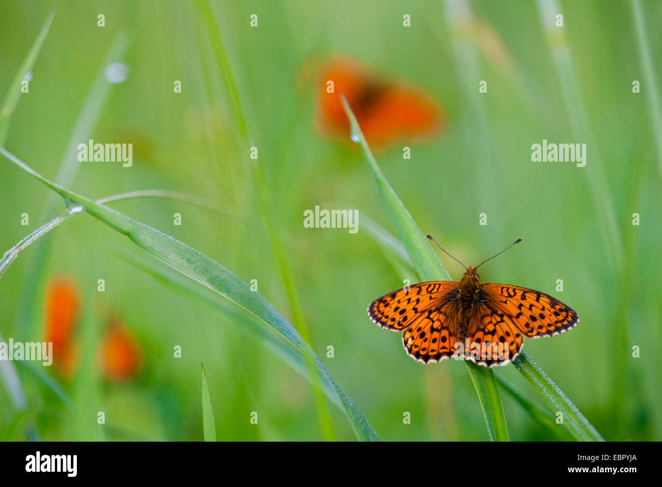 Lesser spear grass hi-res stock photography and images - Alamy