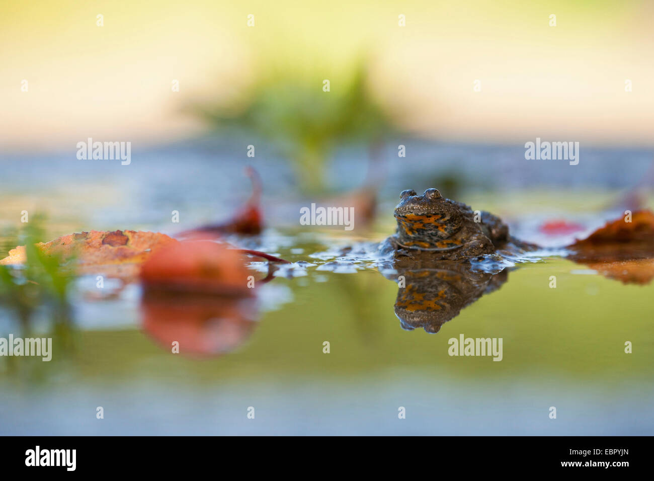 yellow-bellied toad, yellowbelly toad, variegated fire-toad (Bombina ...