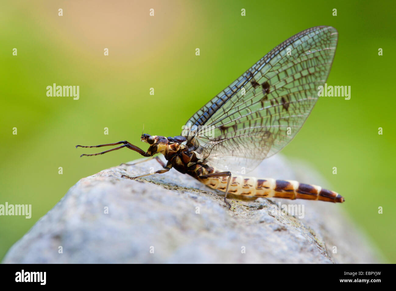 Common mayflies hi-res stock photography and images - Alamy