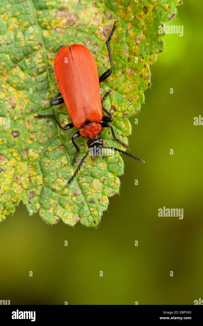 Scarlet fire beetle, Cardinal beetle (Pyrochroa coccinea), sitting on a ...