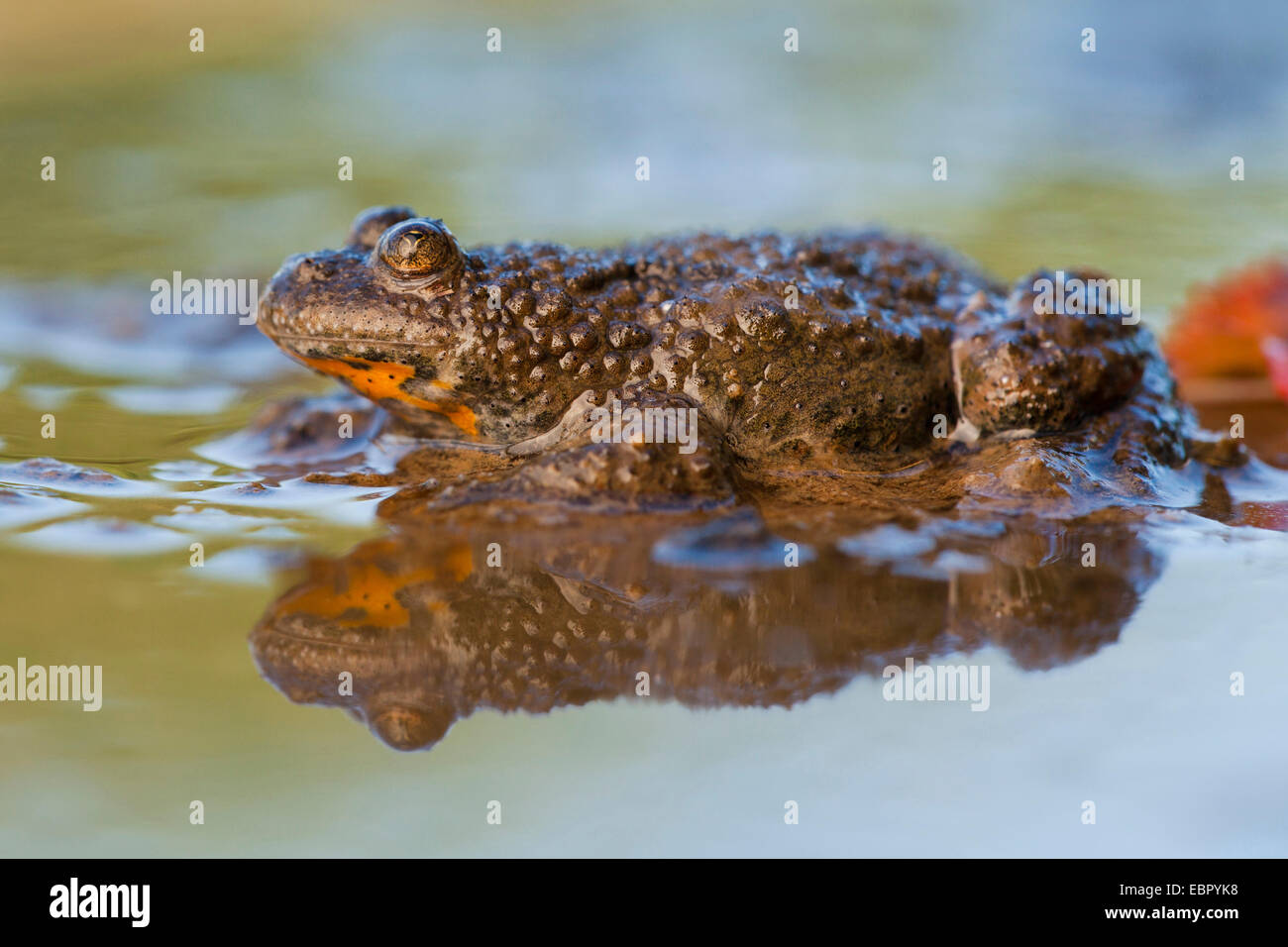 yellow-bellied toad, yellowbelly toad, variegated fire-toad (Bombina ...