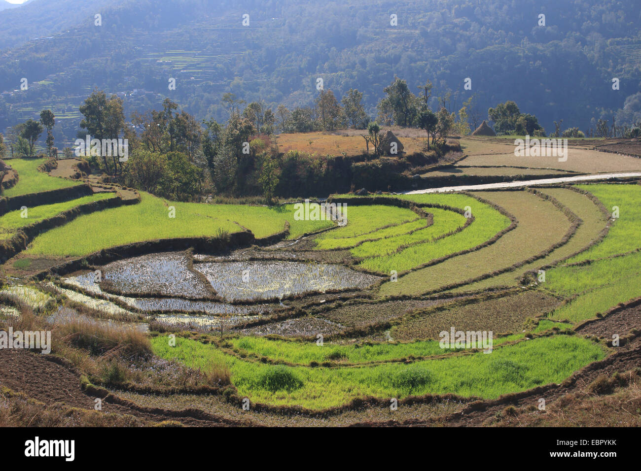 Nepalese farming hi-res stock photography and images - Alamy