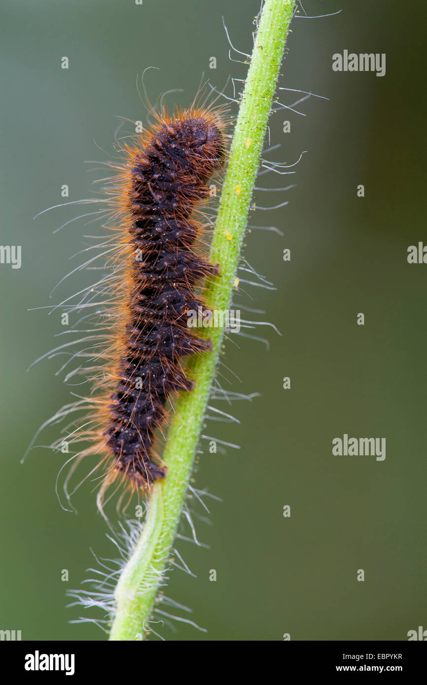 Lemonia dumi lemonia dumi hi-res stock photography and images - Alamy