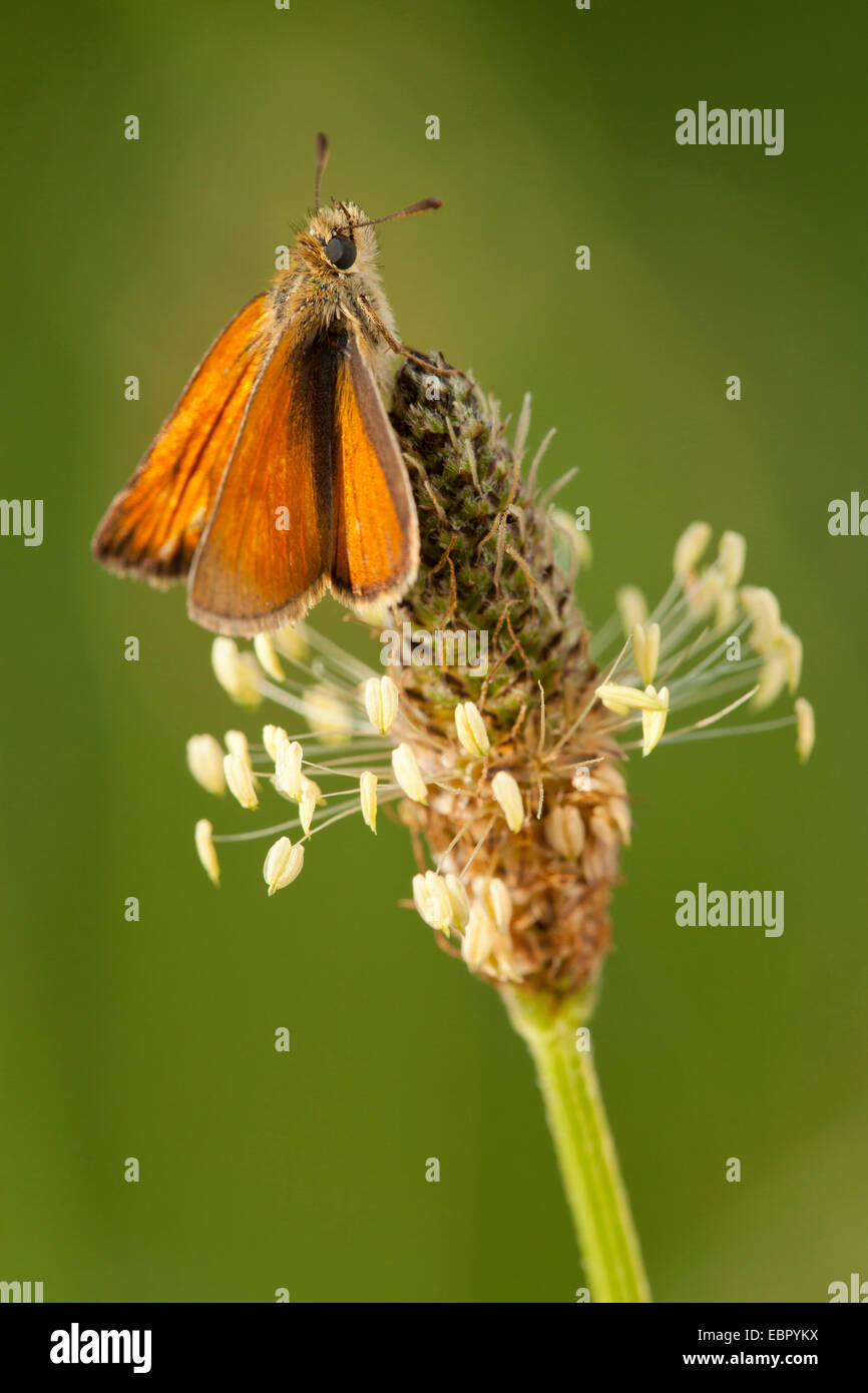 small skipper (Thymelicus sylvestris, Thymelicus flavus), sitting on ...