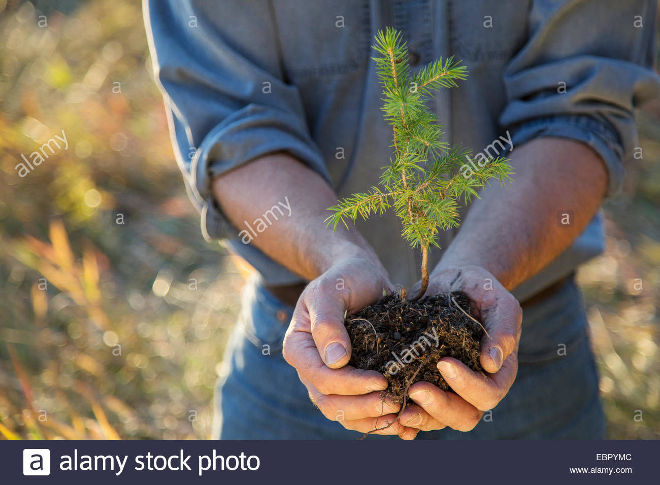 Man cupping tree sapling Stock Photo - Alamy