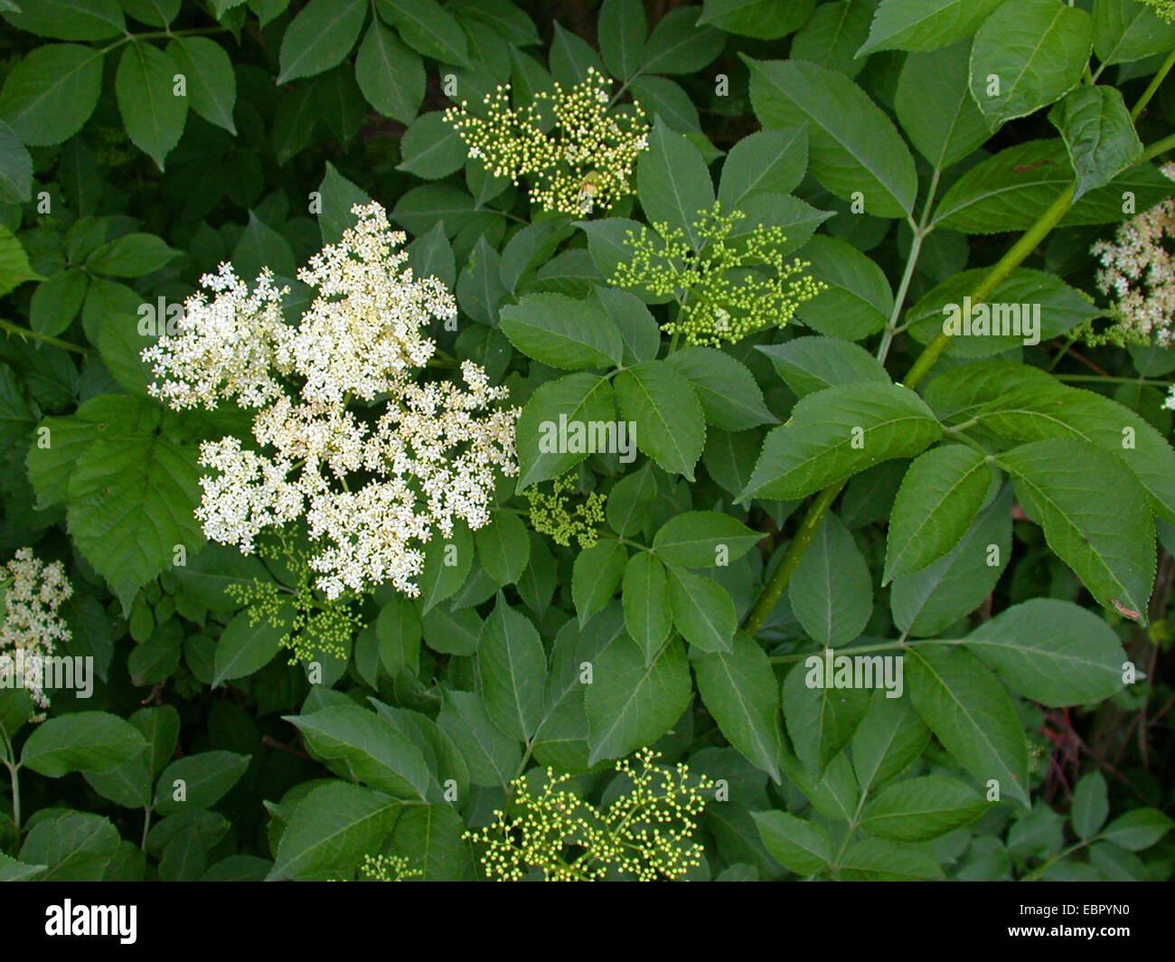 European black elder, Elderberry, Common elder (Sambucus nigra ...
