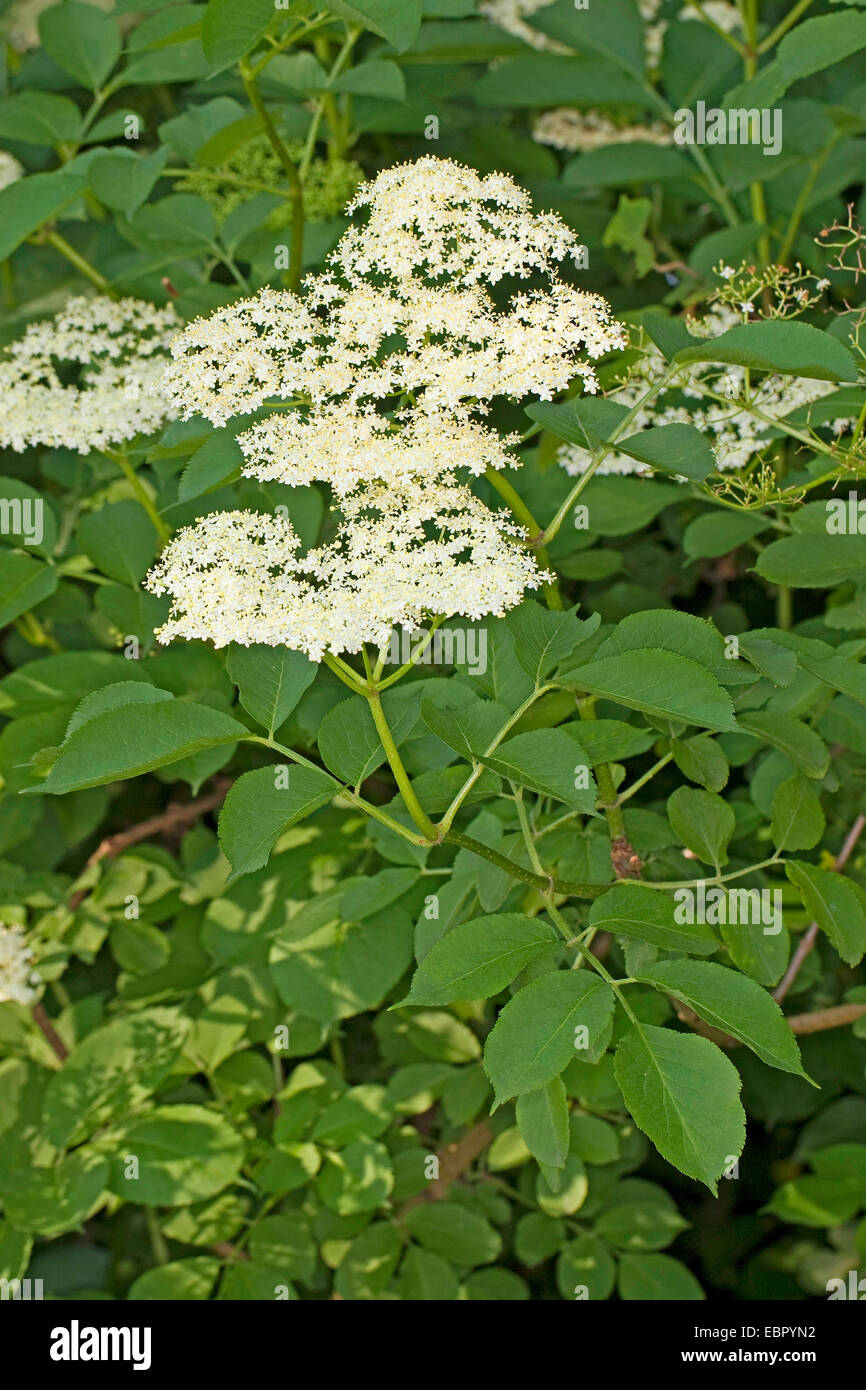 European black elder, Elderberry, Common elder (Sambucus nigra ...