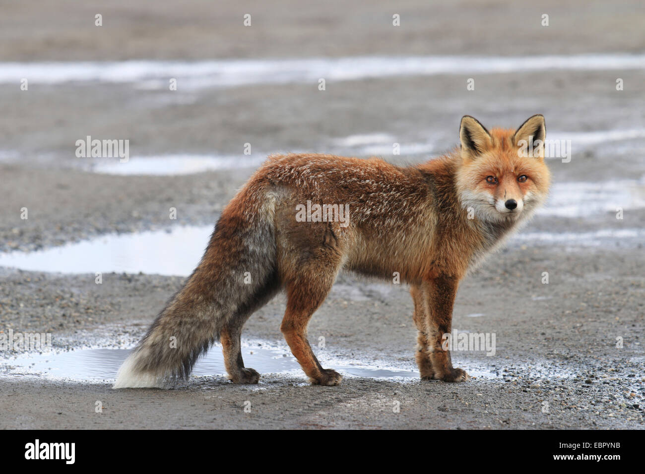 red fox (Vulpes vulpes), standing on a path, Italy Stock Photo - Alamy