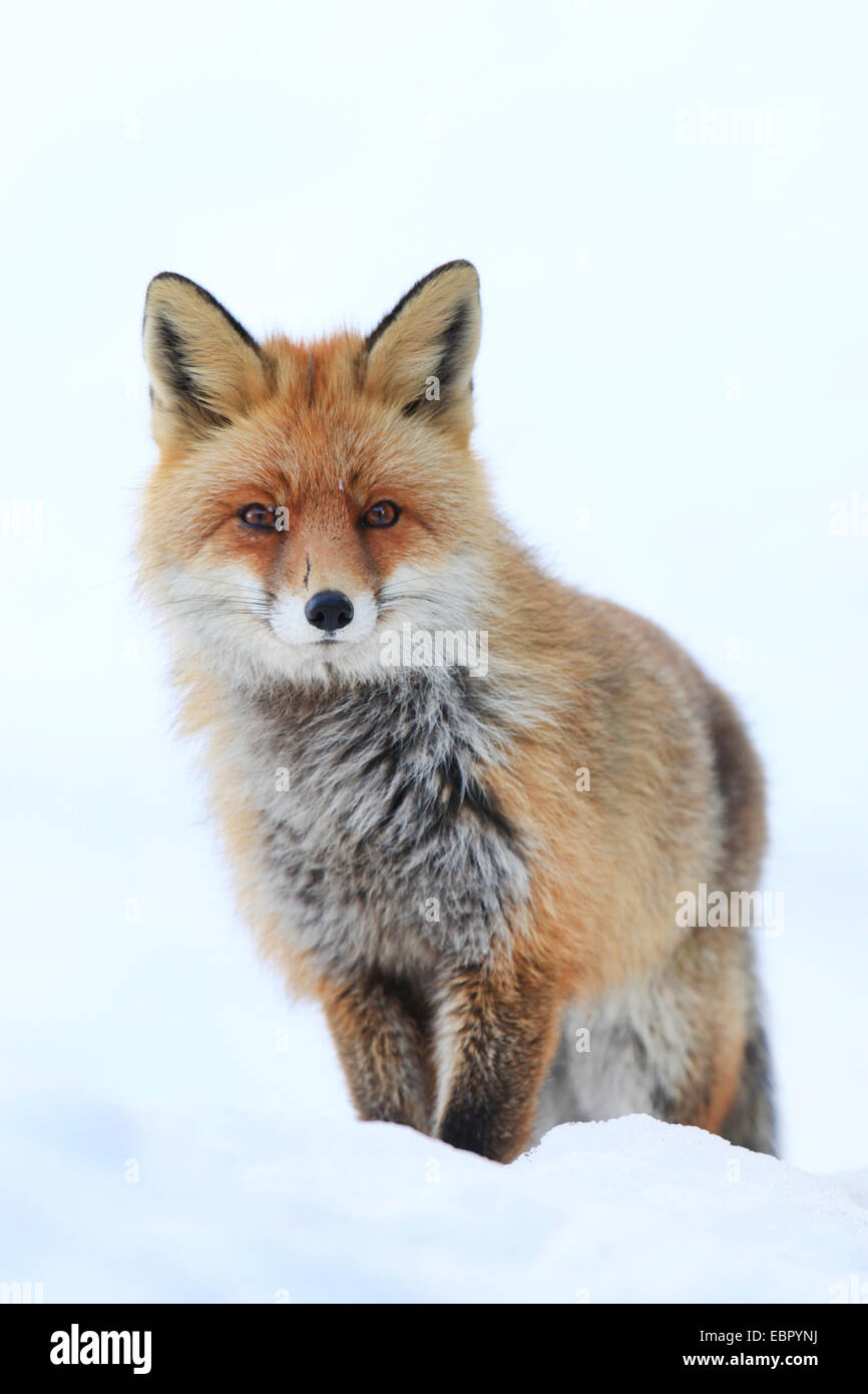red fox (Vulpes vulpes), standing in the snow, Italy Stock Photo - Alamy