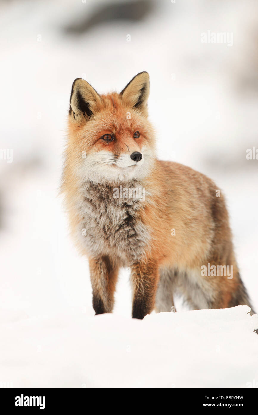 Fox in italy hi-res stock photography and images - Alamy