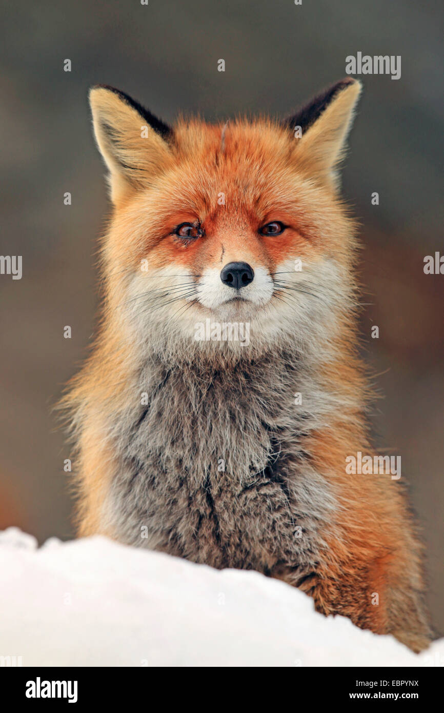red fox (Vulpes vulpes), sitting in the snow, Italy Stock Photo - Alamy