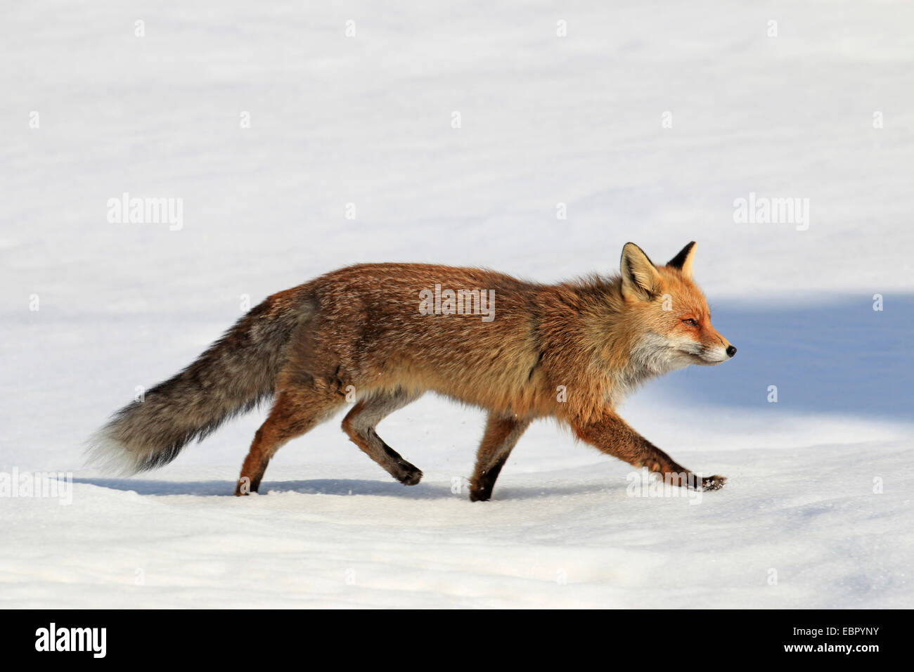 red fox (Vulpes vulpes), walking in the snow, Italy Stock Photo - Alamy