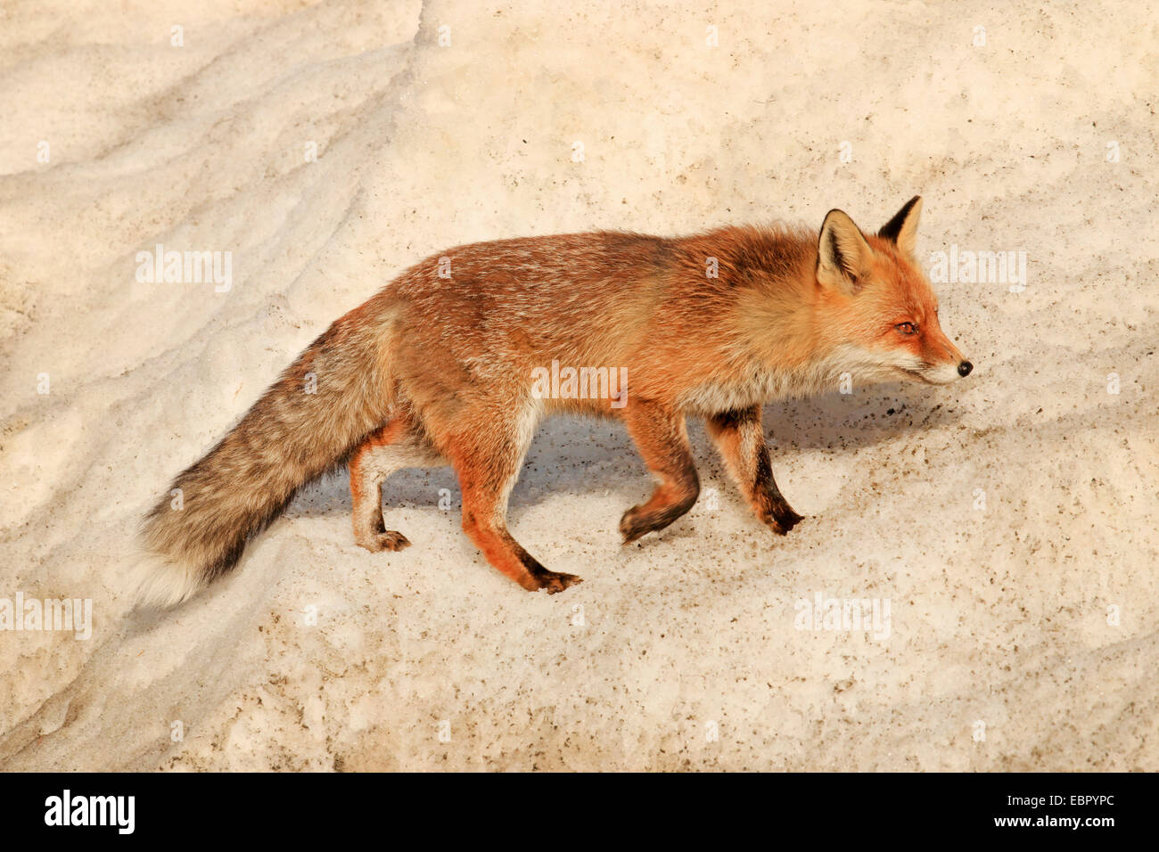 Walking dogs in snow hi-res stock photography and images - Alamy
