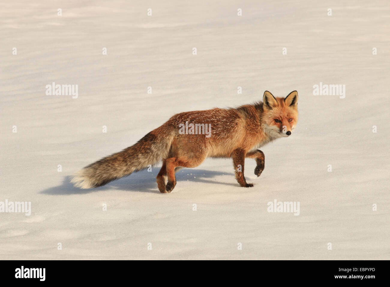red fox (Vulpes vulpes), walking in the snow, Italy Stock Photo - Alamy