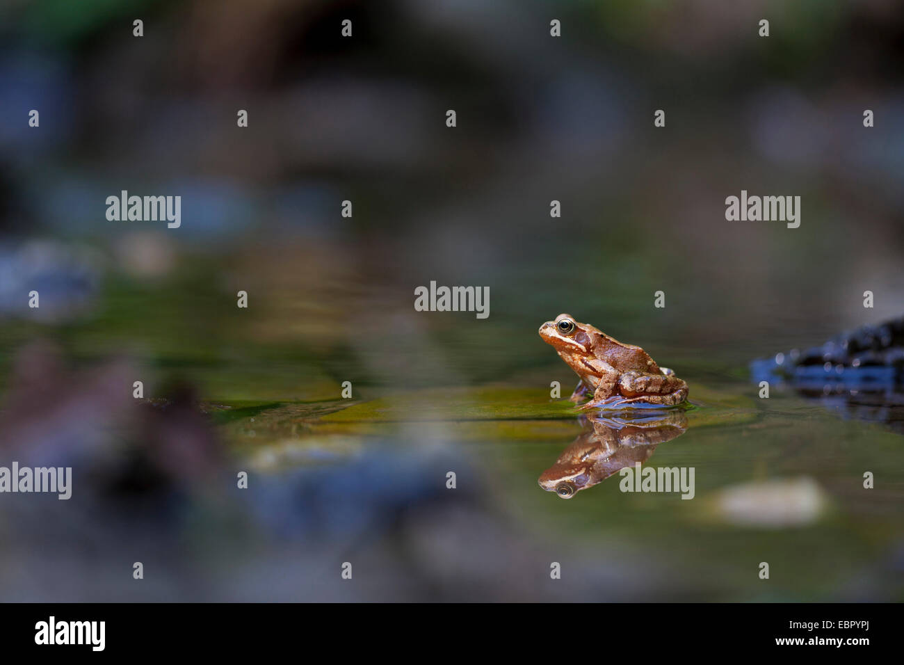 Brook Frog High Resolution Stock Photography and Images - Alamy