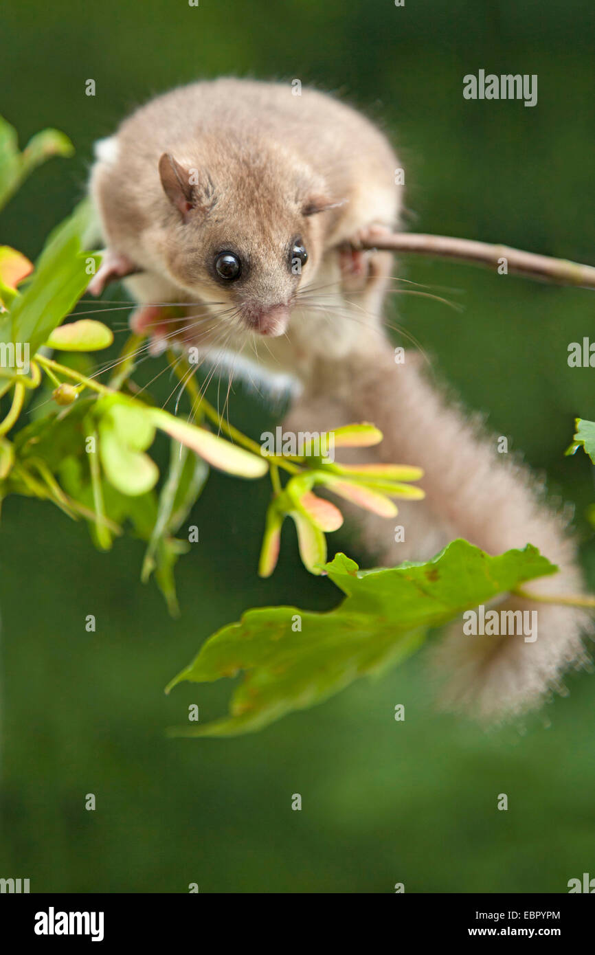 edible dormouse, edible commoner dormouse, fat dormouse, squirrel ...