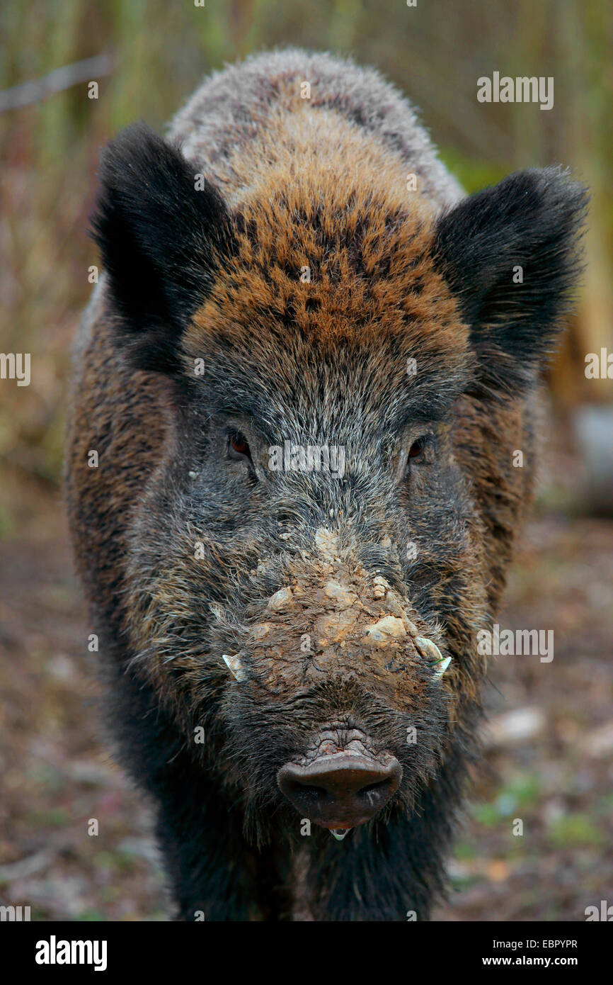 wild boar, pig, wild boar (Sus scrofa), tusker in winter, Germany ...
