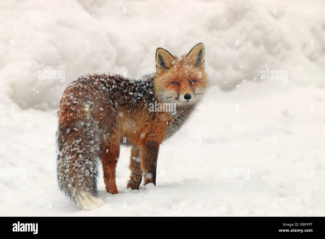 red fox (Vulpes vulpes), standing in the snow and looking back, Italy ...