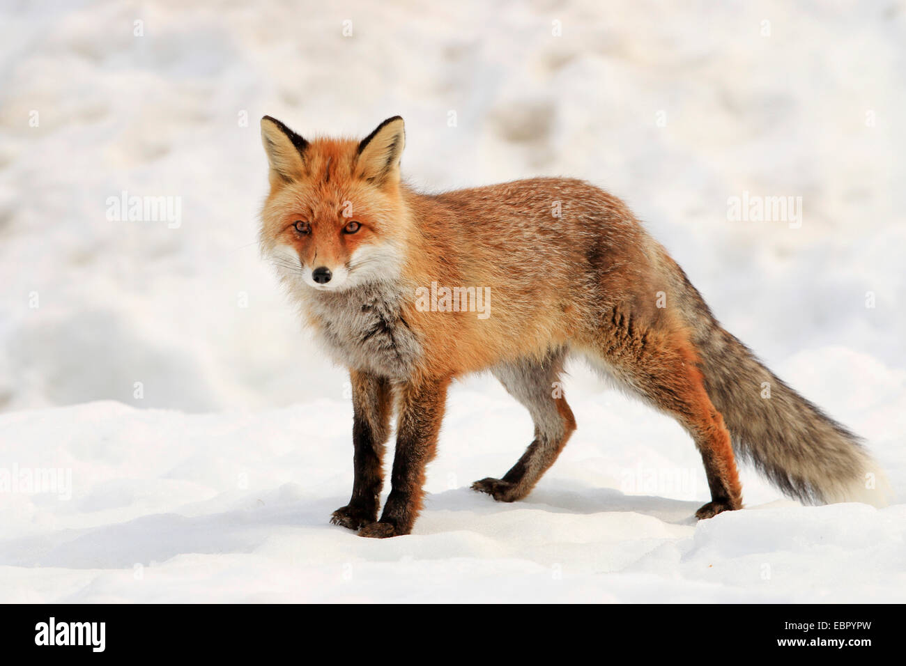 Adult red fox vulpes vulpes in winter pelage hi-res stock photography ...