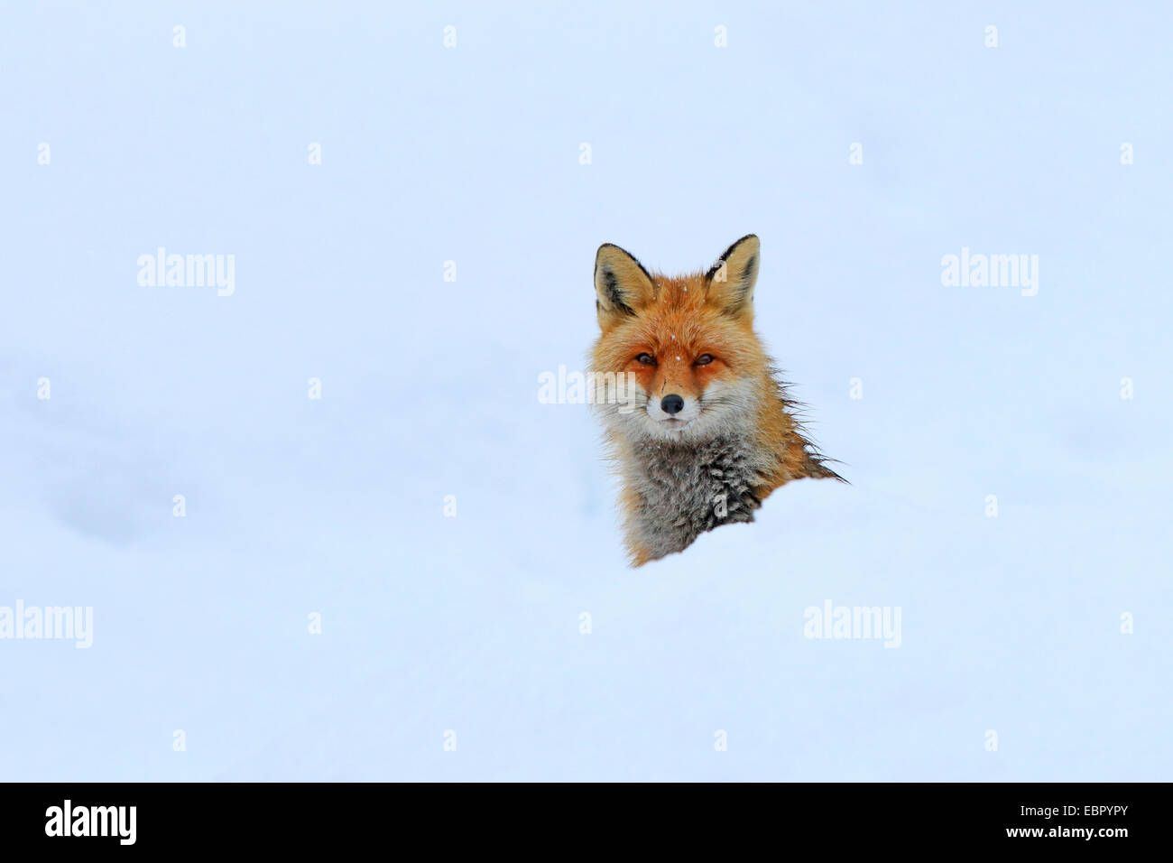 Red fox sitting on snow hi-res stock photography and images - Alamy