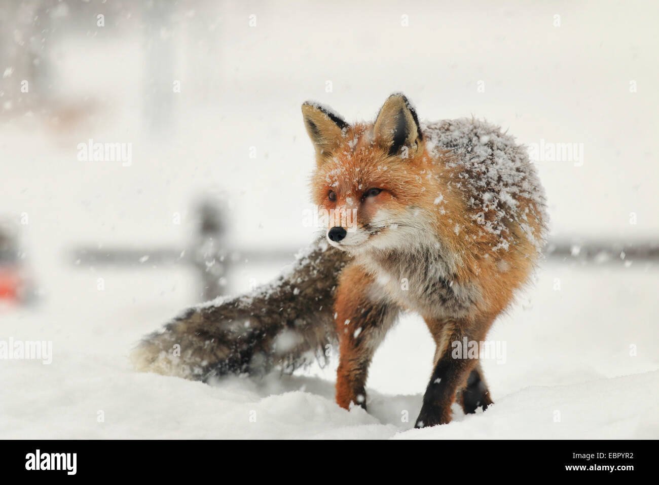 red fox (Vulpes vulpes), during snowfall, Italy Stock Photo - Alamy