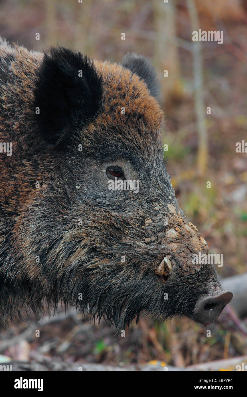 wild boar, pig, wild boar (Sus scrofa), portrait, Germany, Baden ...