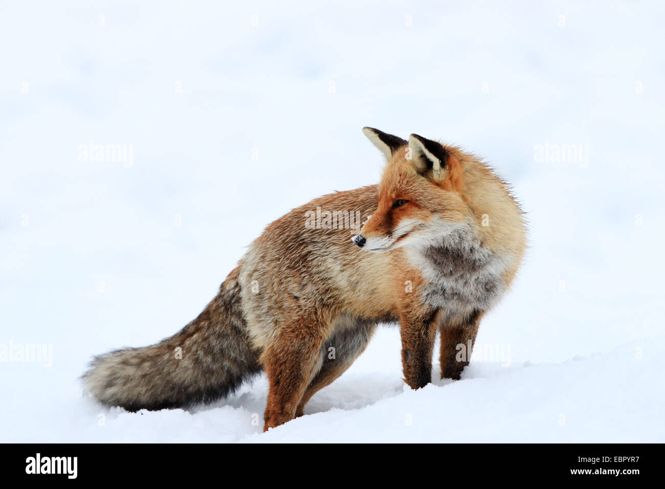 red fox (Vulpes vulpes), standing in the snow and looking back, Italy ...