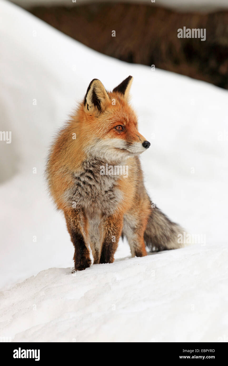 red fox (Vulpes vulpes), standing in the snow, Italy Stock Photo - Alamy