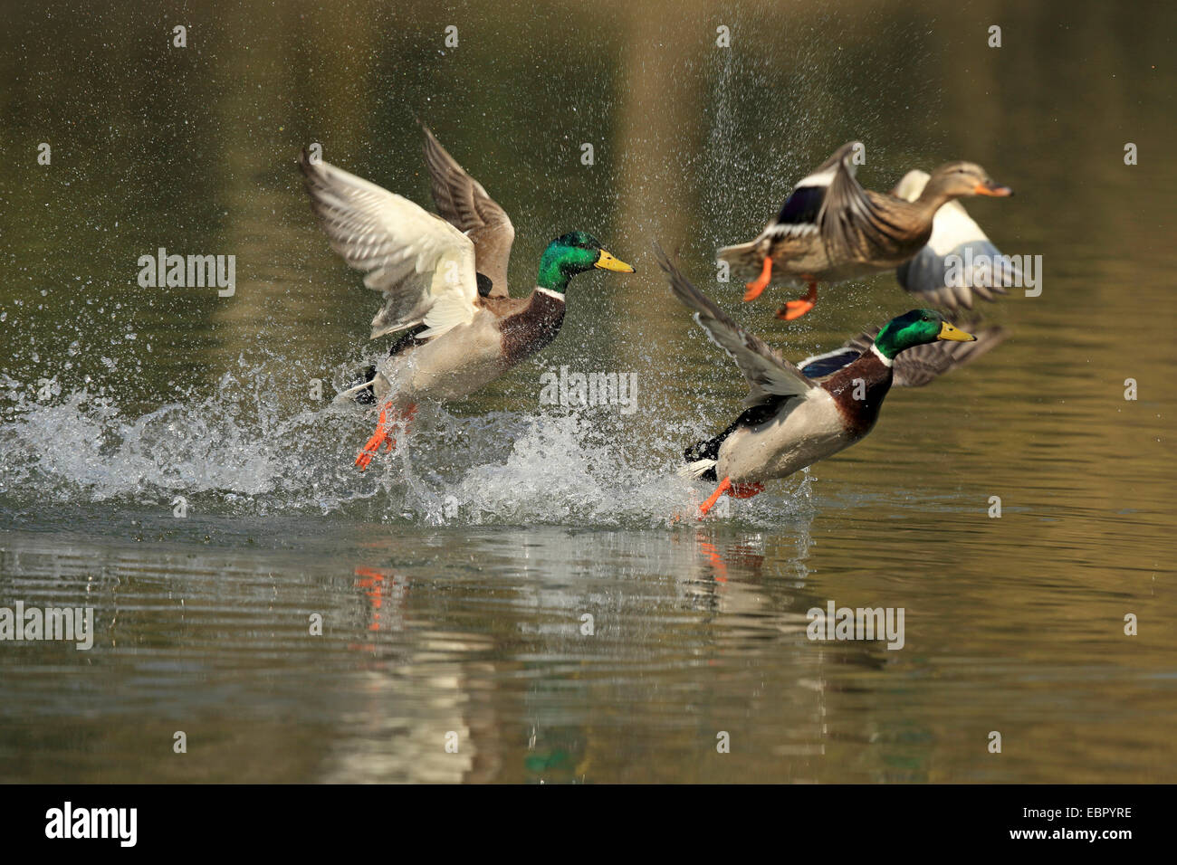 Mallard Ducks Taking Off