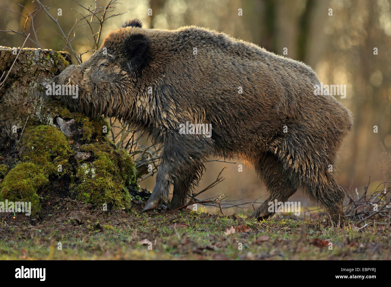 wild boar, pig, wild boar (Sus scrofa), tusker sniffing at a tree stub ...