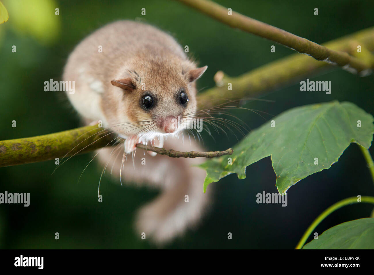 Squirrel tailed dormice hi-res stock photography and images - Alamy