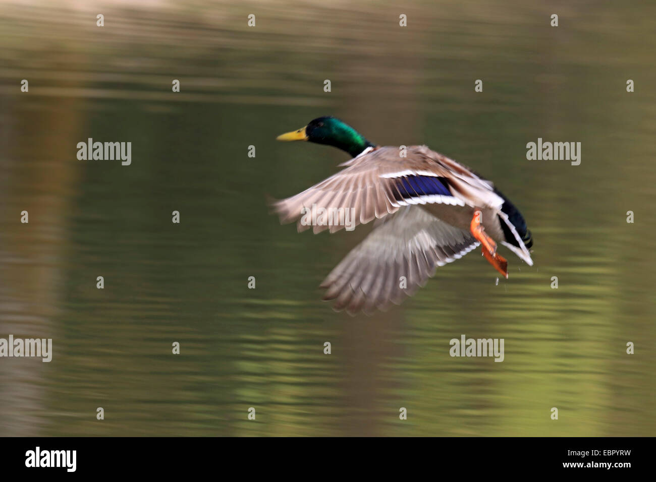 Flying mallard drake hi-res stock photography and images - Alamy