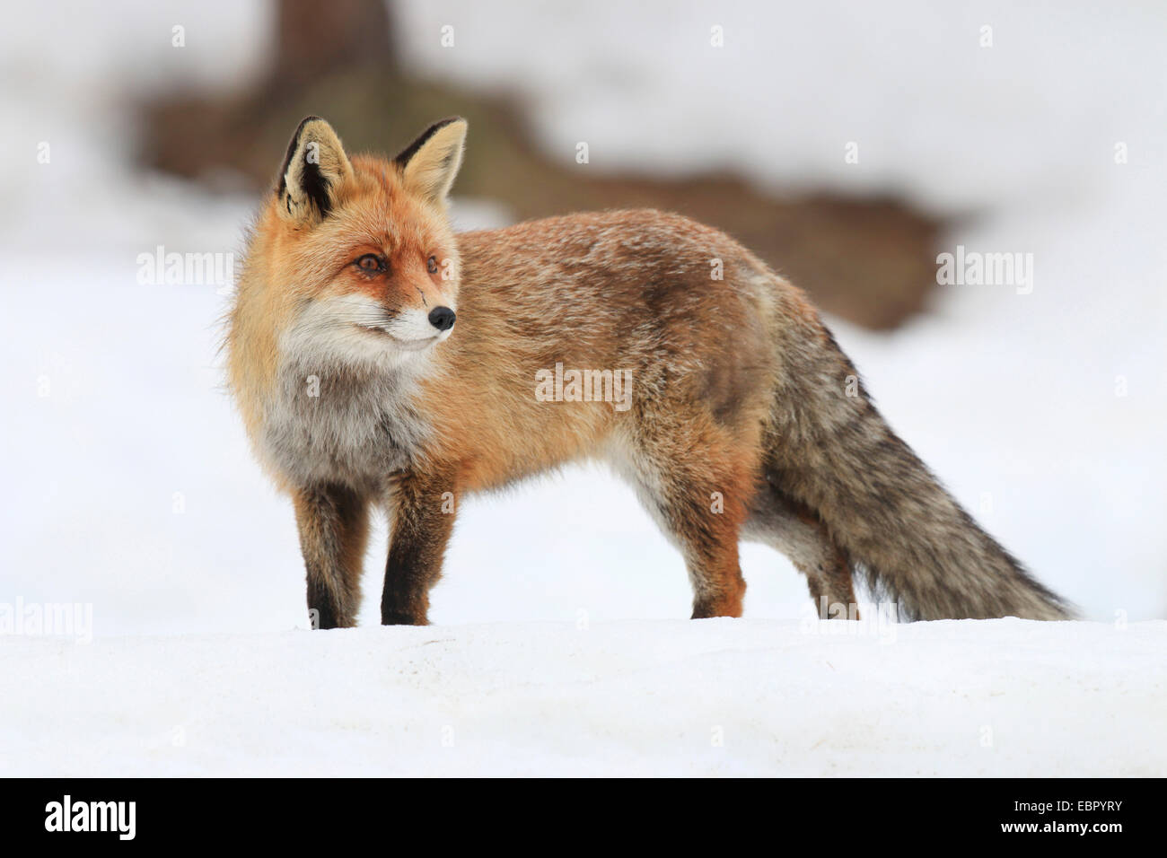 red fox (Vulpes vulpes), standing in the snow, Italy Stock Photo - Alamy